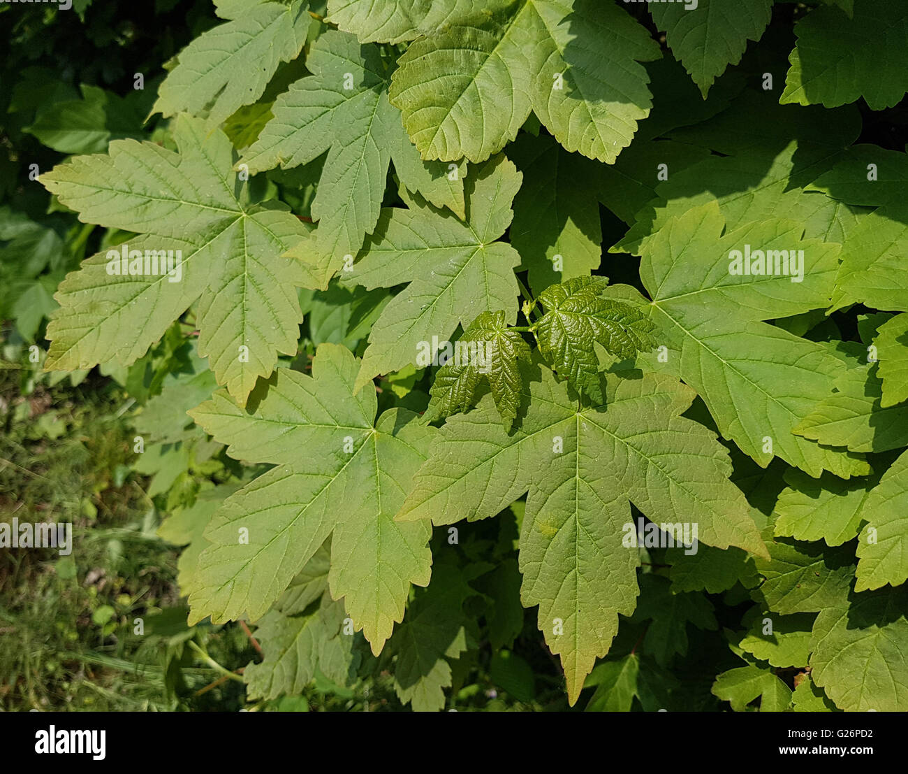 Ahorn sproessling hi-res stock photography and images - Alamy