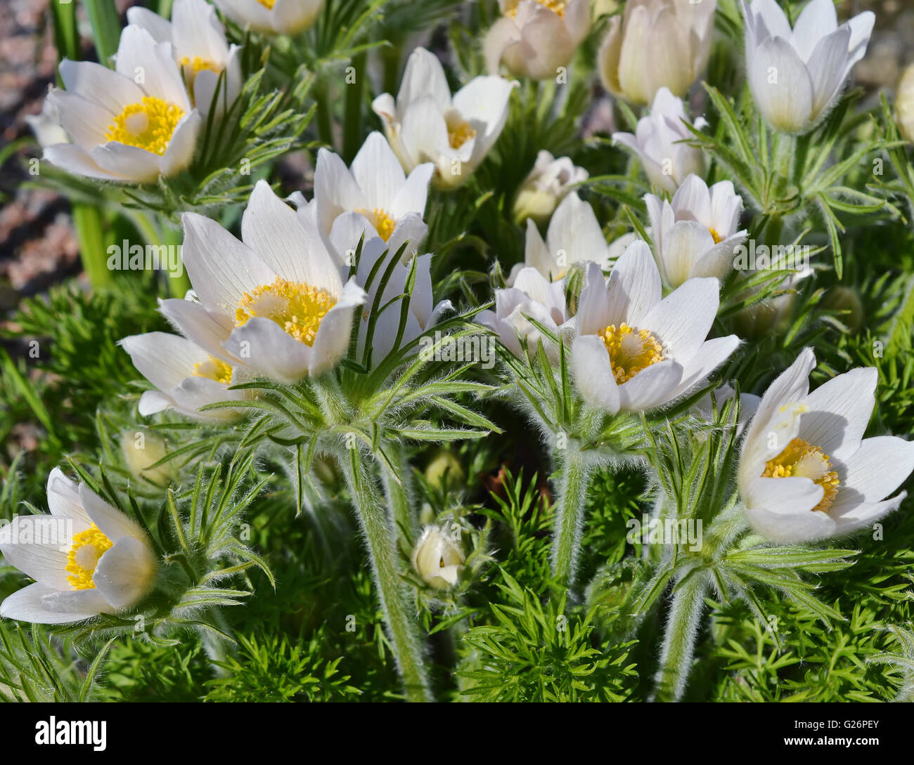 Flowering pasqueflower on the flowerbed in the garden in spring Stock ...