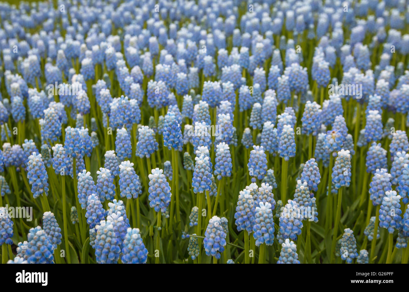 Blue flowers during spring Stock Photo - Alamy