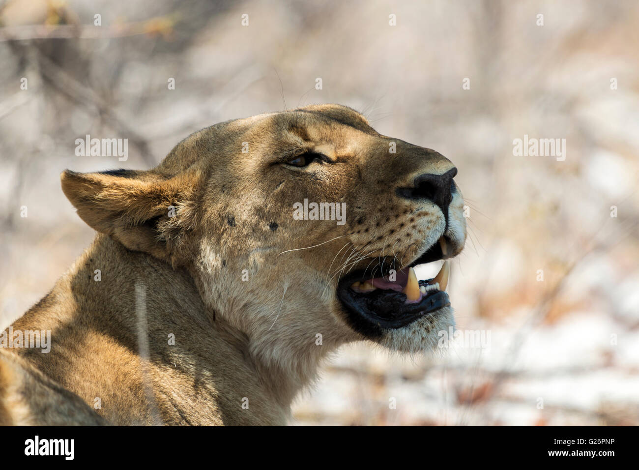 Lioness rests on the shadow at Etosha National Park, Namibia Stock ...