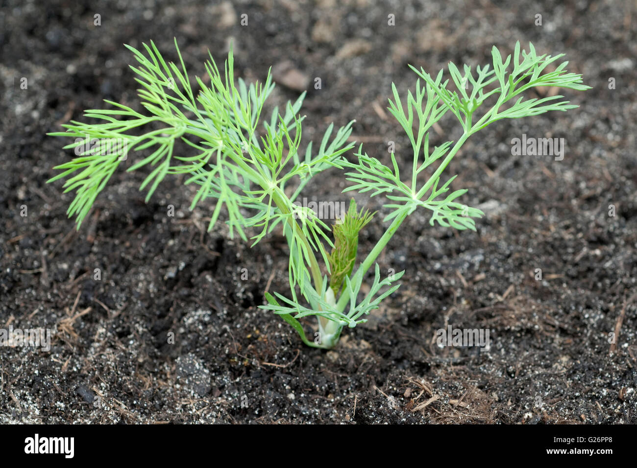 Dill seedling hi-res stock photography and images - Alamy