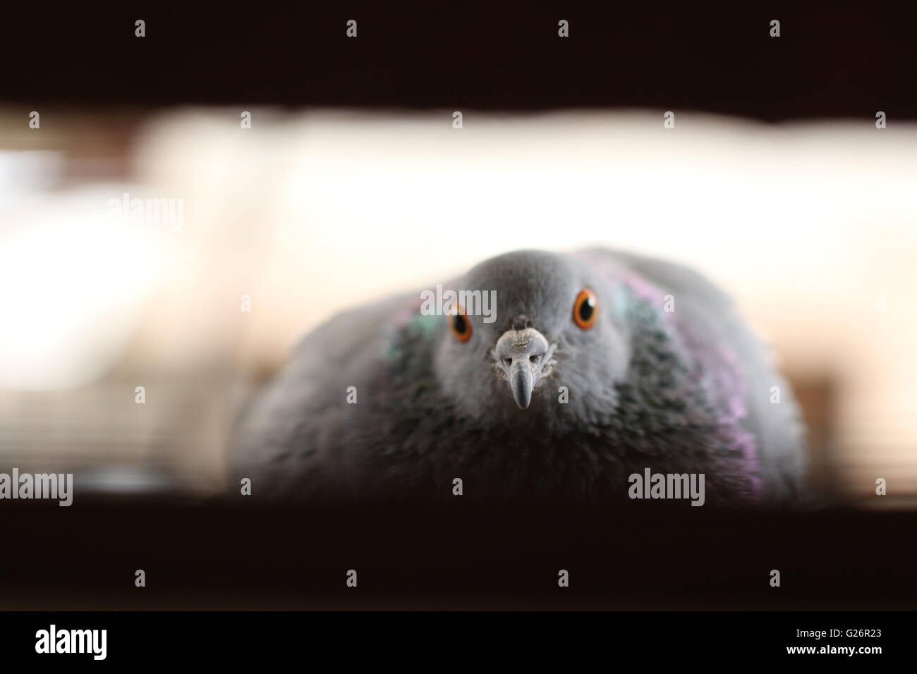Pigeon hatching eggs Stock Photo - Alamy