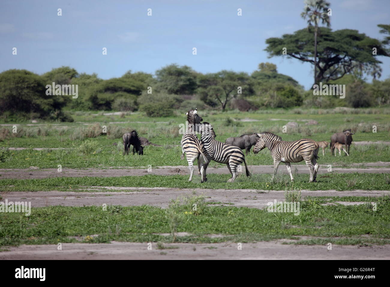 Zebra Botswana Africa savannah wild animal picture Stock Photo - Alamy
