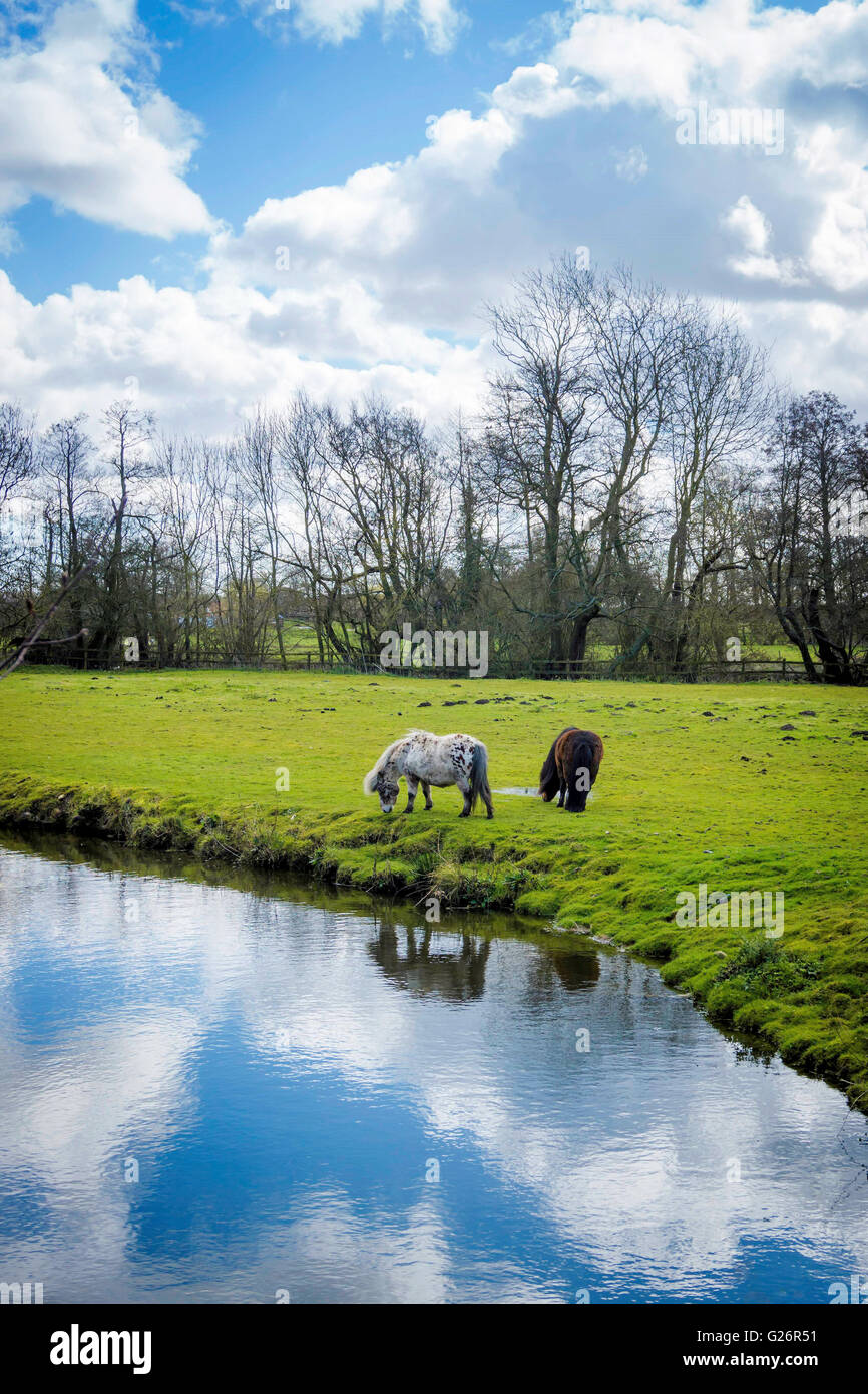 Ponies in the field at the farmyard Stock Photo - Alamy