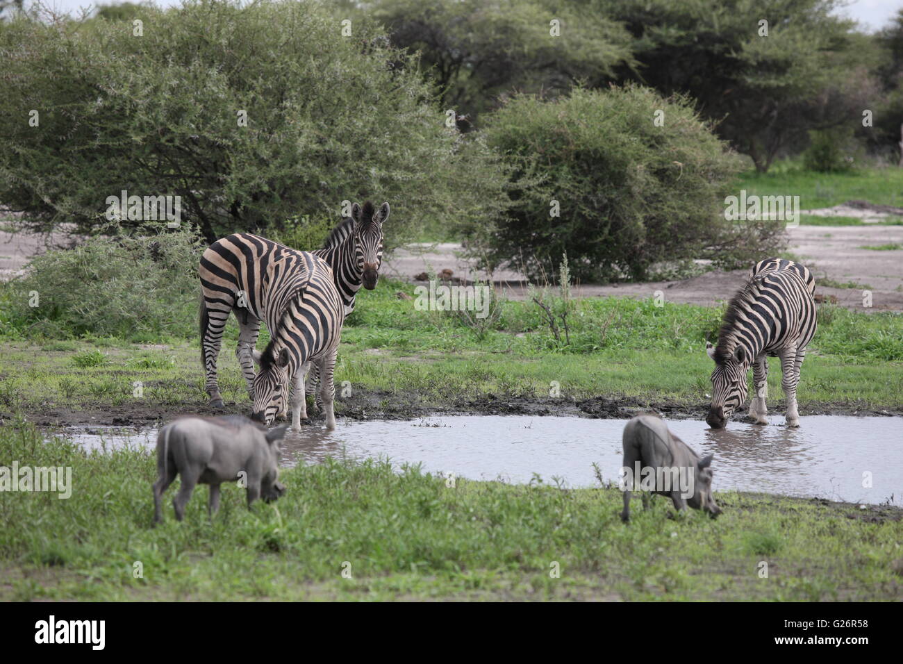 Zebra Botswana Africa savannah wild animal picture Stock Photo - Alamy