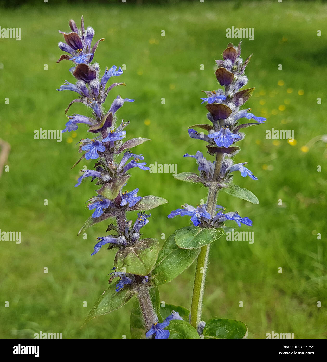 Ajuga reptans bugle medicinal plant hi-res stock photography and images ...