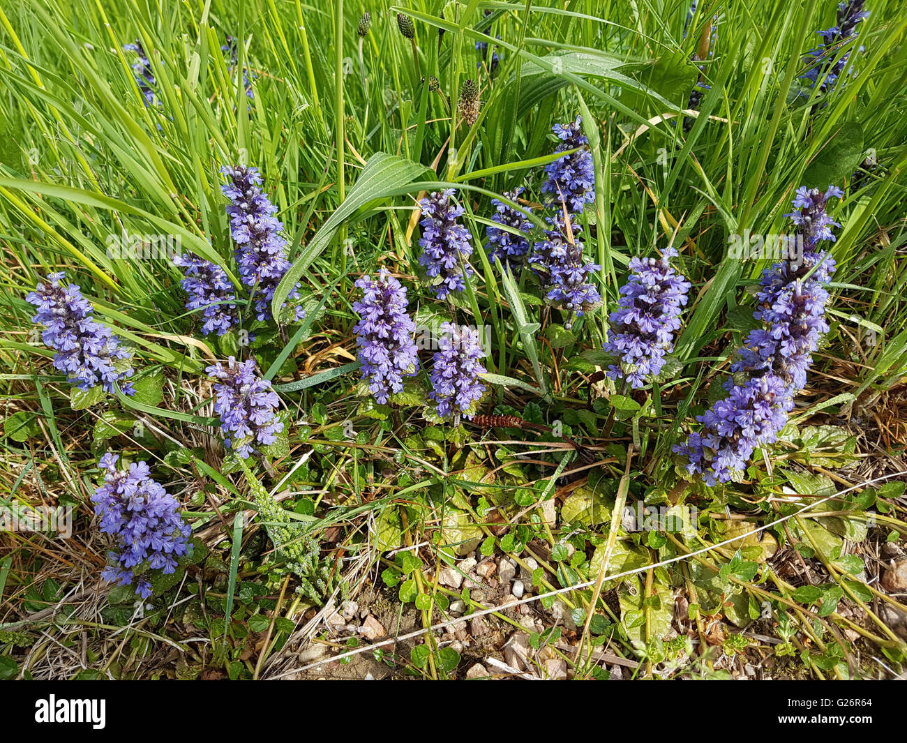 Ajuga reptans bugle medicinal plant hi-res stock photography and images ...