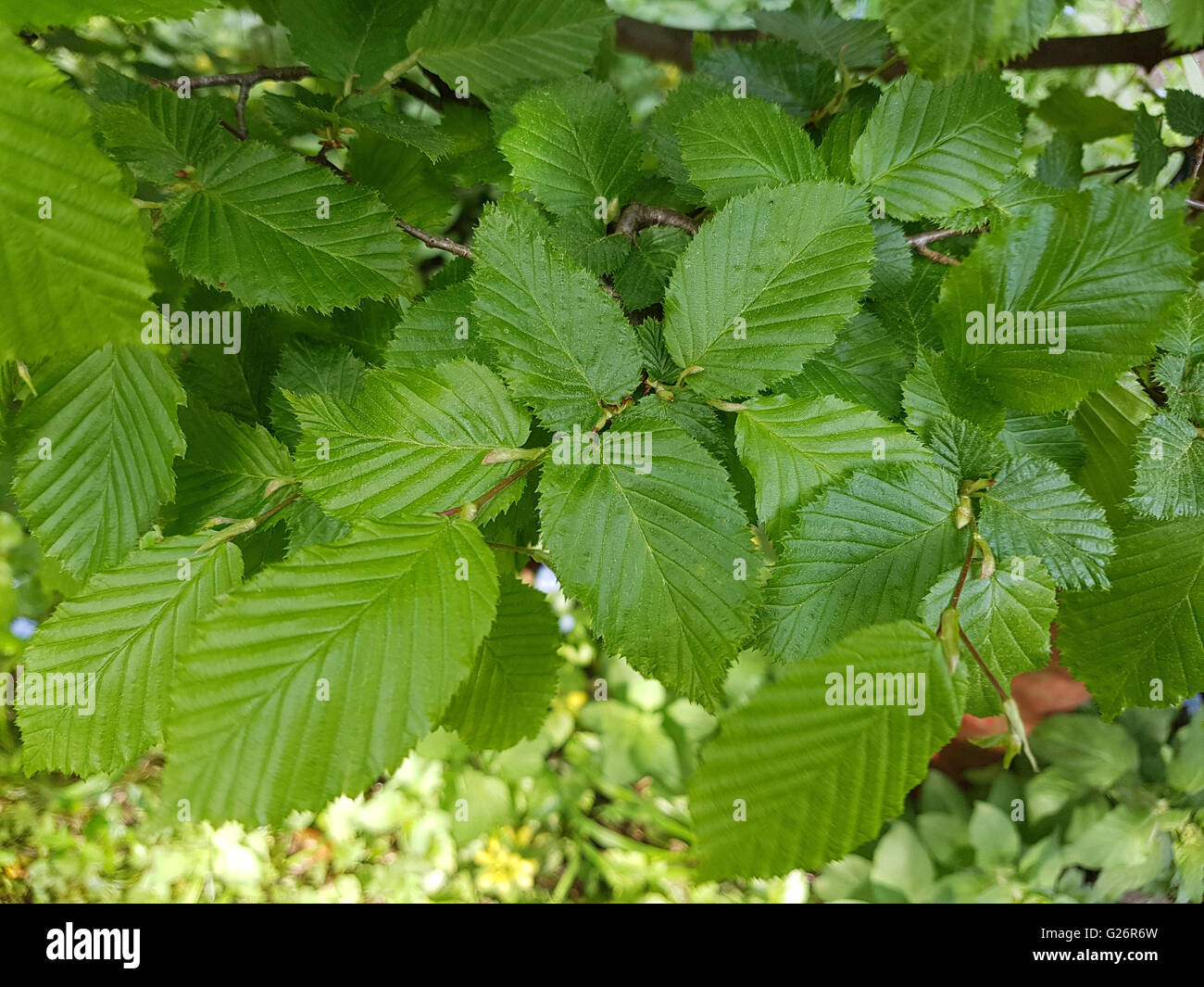 Corylus avellana haselnuss avellana hi-res stock photography and images ...
