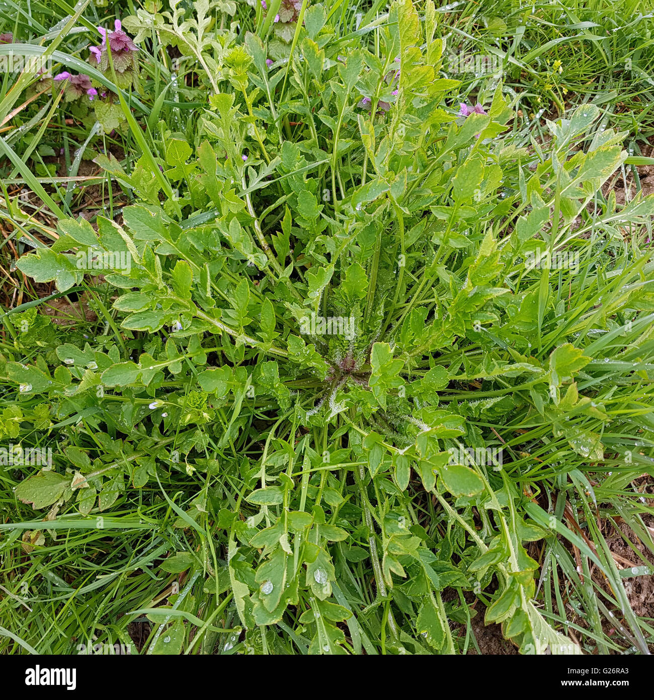 Klatschmohn; Papaver; rhoeas; Keimling; Sproessling Stock Photo - Alamy
