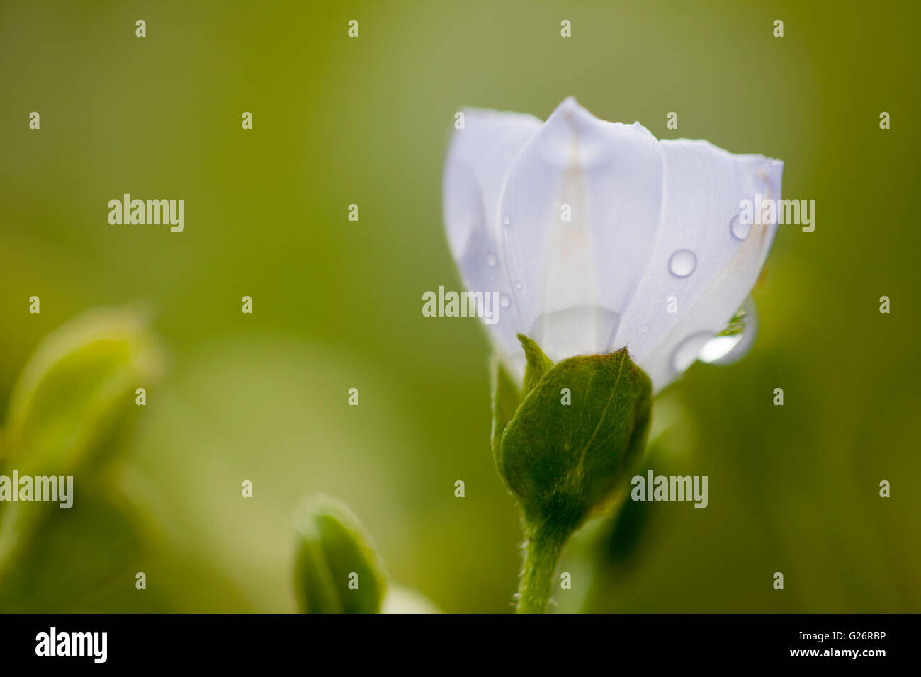 Close-up of Pa’u o Hi’iaka blossom, Skirt of Hi’iaka, endemic all ...