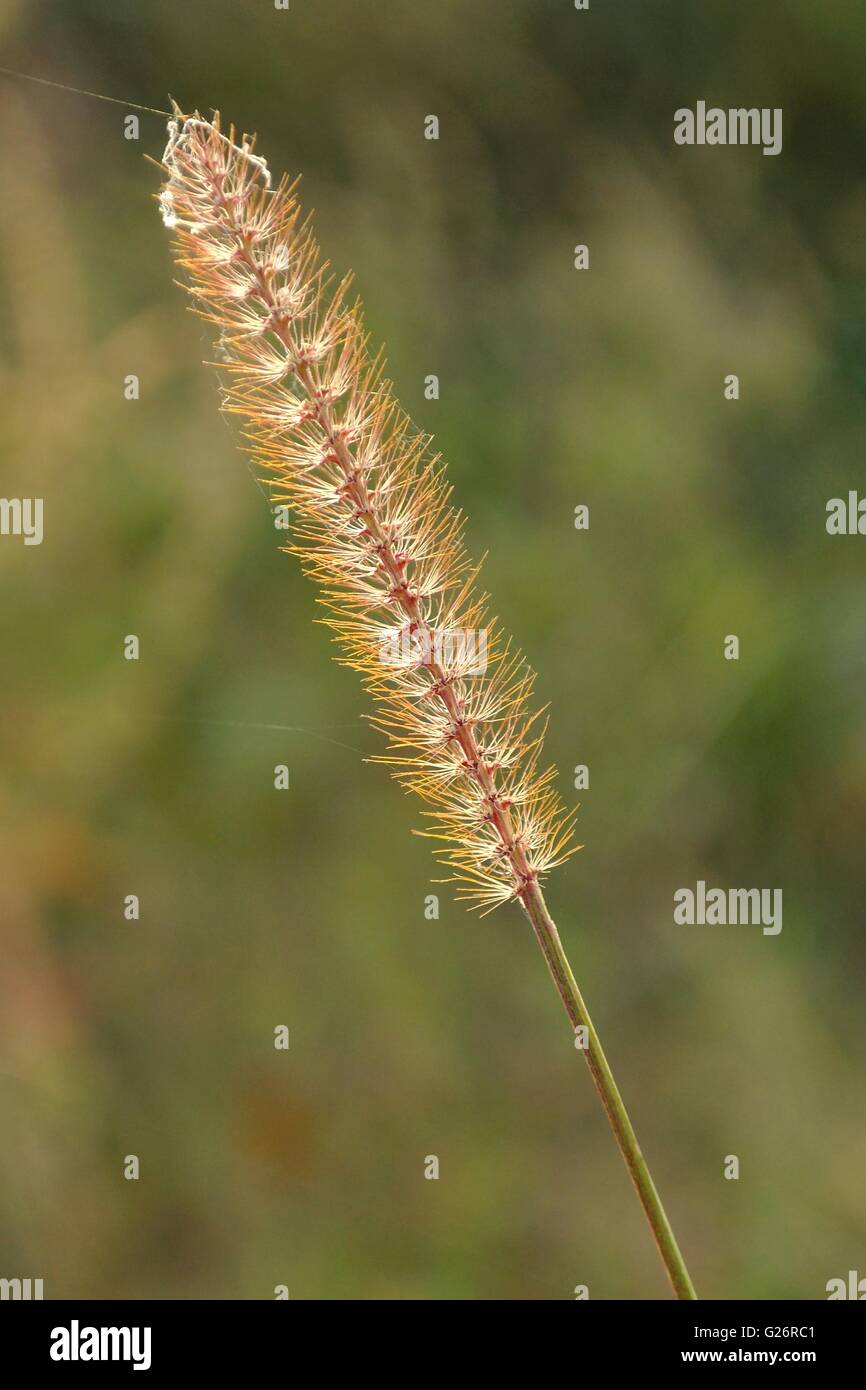 Grass stalk against blurred natural background in meadow Stock Photo ...