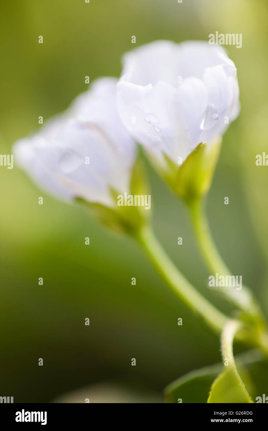 Close-up of Pa’u o Hi’iaka blossom, Skirt of Hi’iaka, endemic all ...