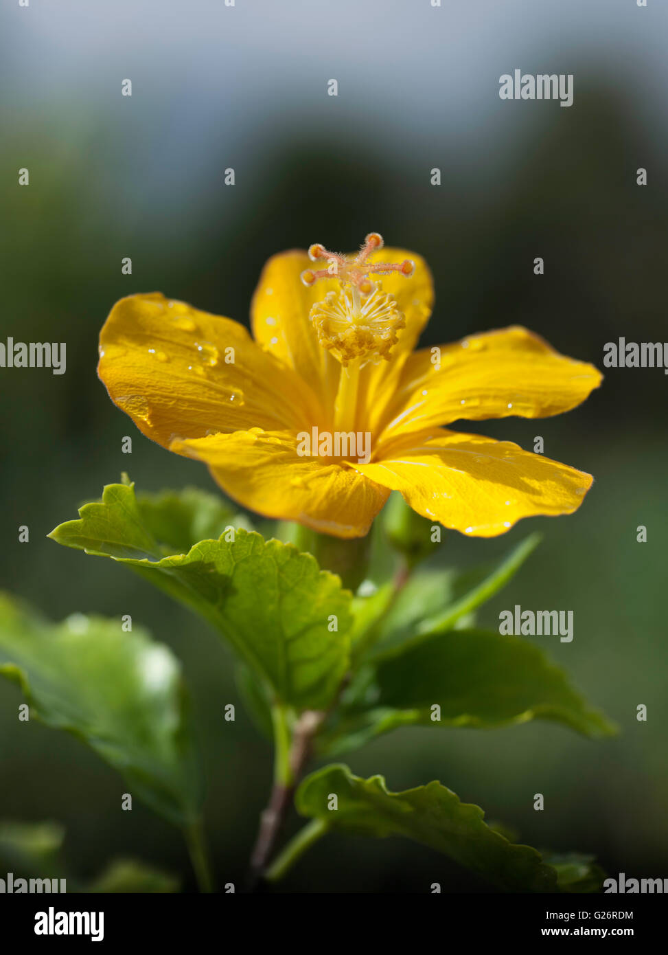 Native Hawaiian yellow hibiscus brackenridgei (ma`o-hau-hele flower ...