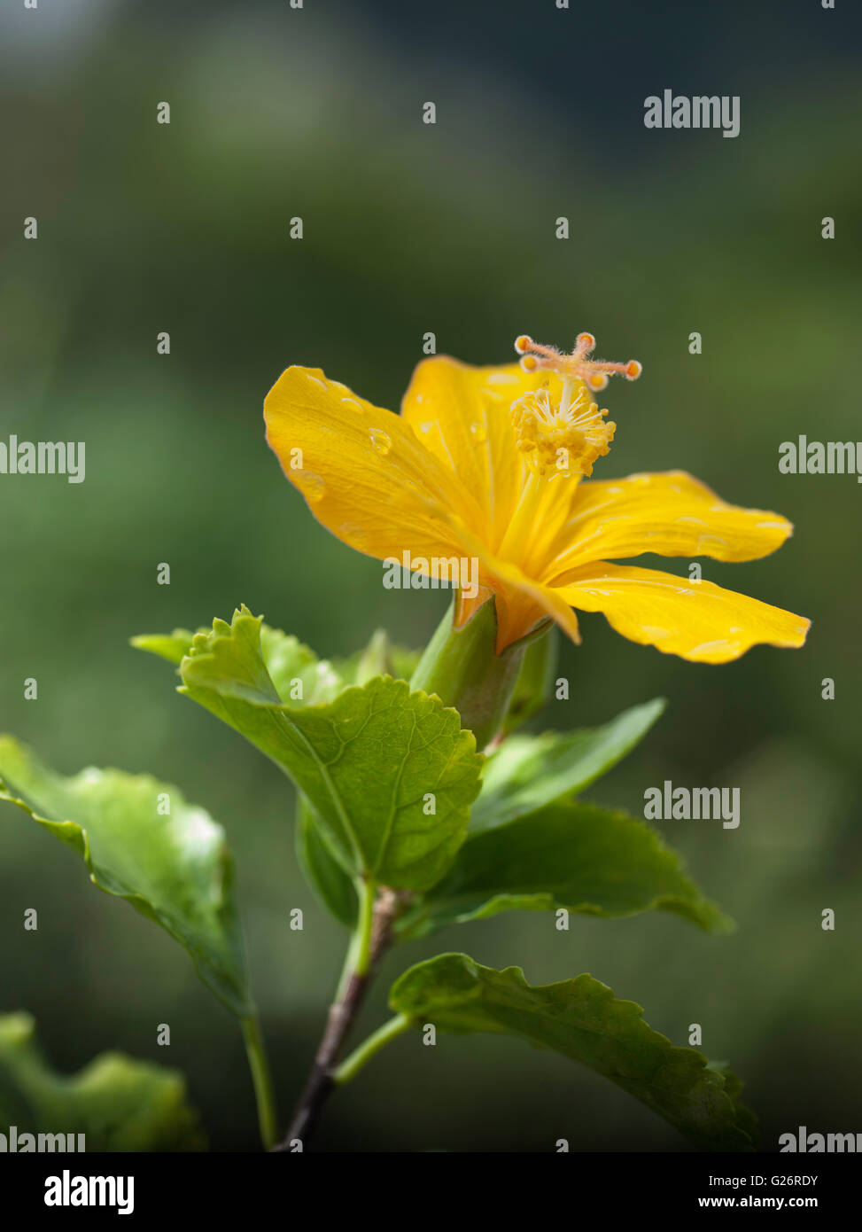 Native Hawaiian yellow hibiscus brackenridgei (ma`o-hau-hele flower ...