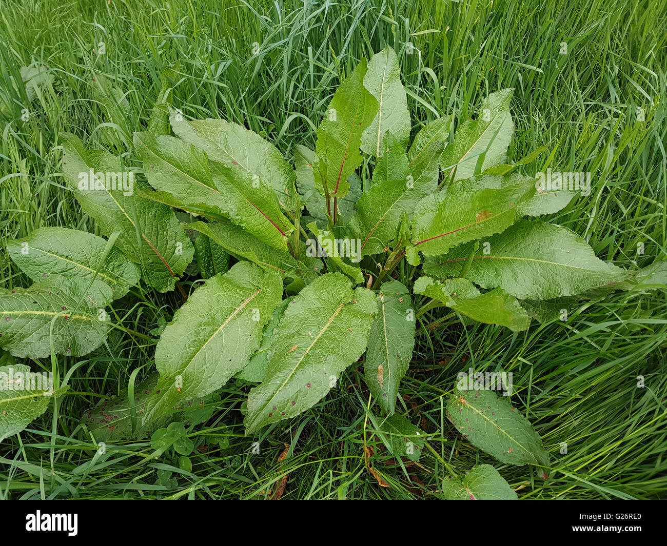 Rumex crispus hi-res stock photography and images - Alamy