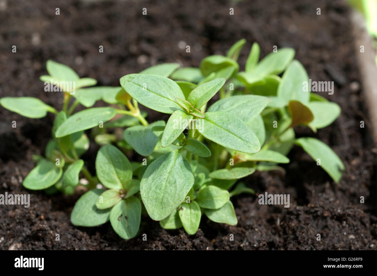 Loewenmaul, Antirrhinum, majus, Keimling, Sproessling Stock Photo - Alamy