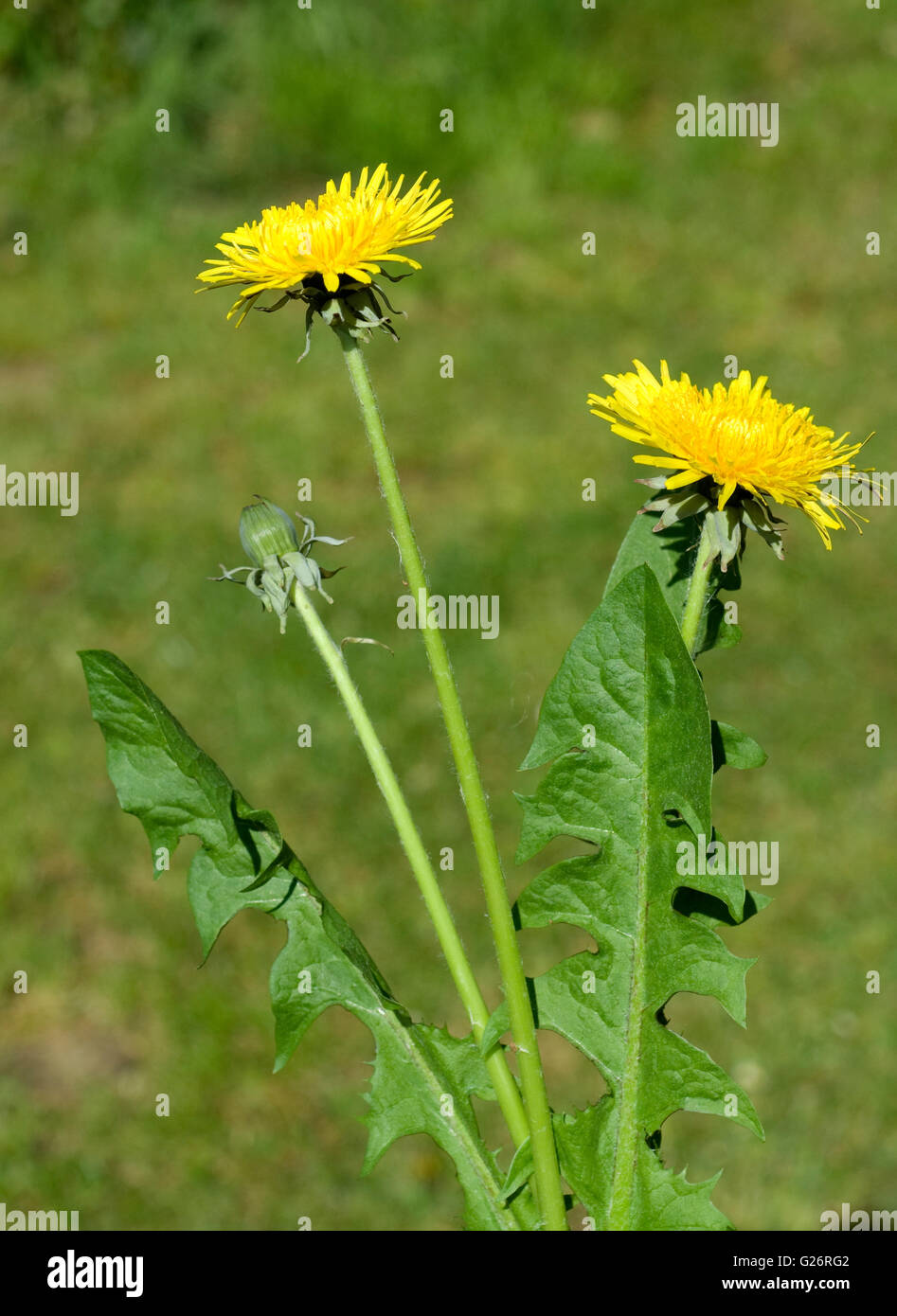 Loewenzahn hi-res stock photography and images - Alamy