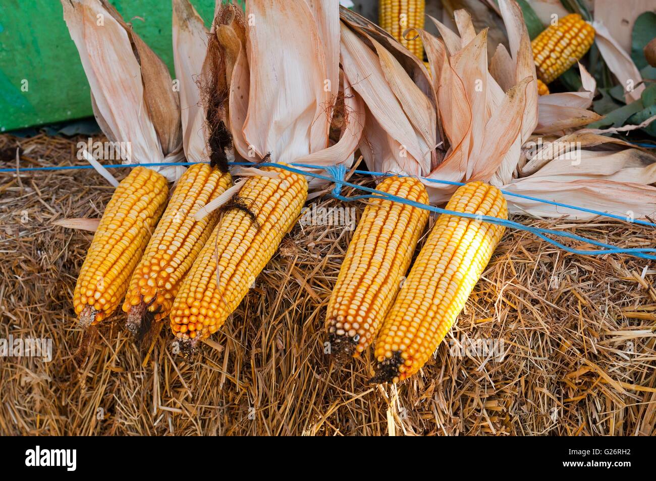 Straw maze hi-res stock photography and images - Alamy