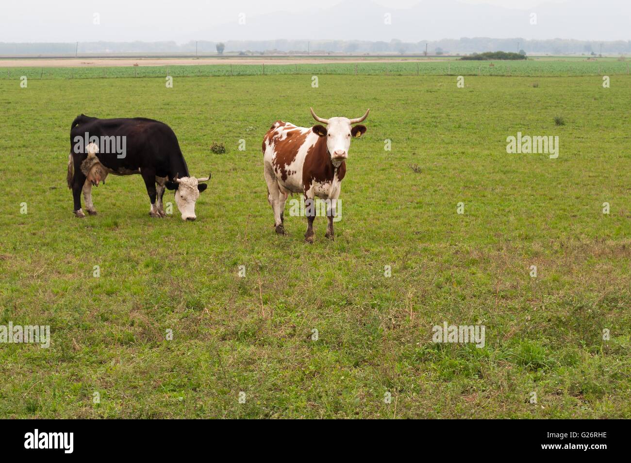 Two cows eating grass hi-res stock photography and images - Alamy