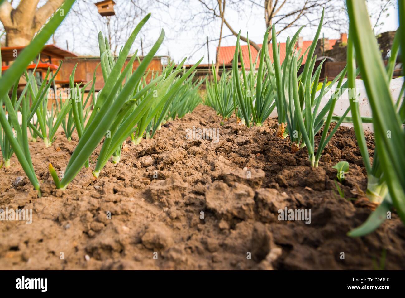 Spring onion sprouts in vegetable garden in early spring. Space in ...