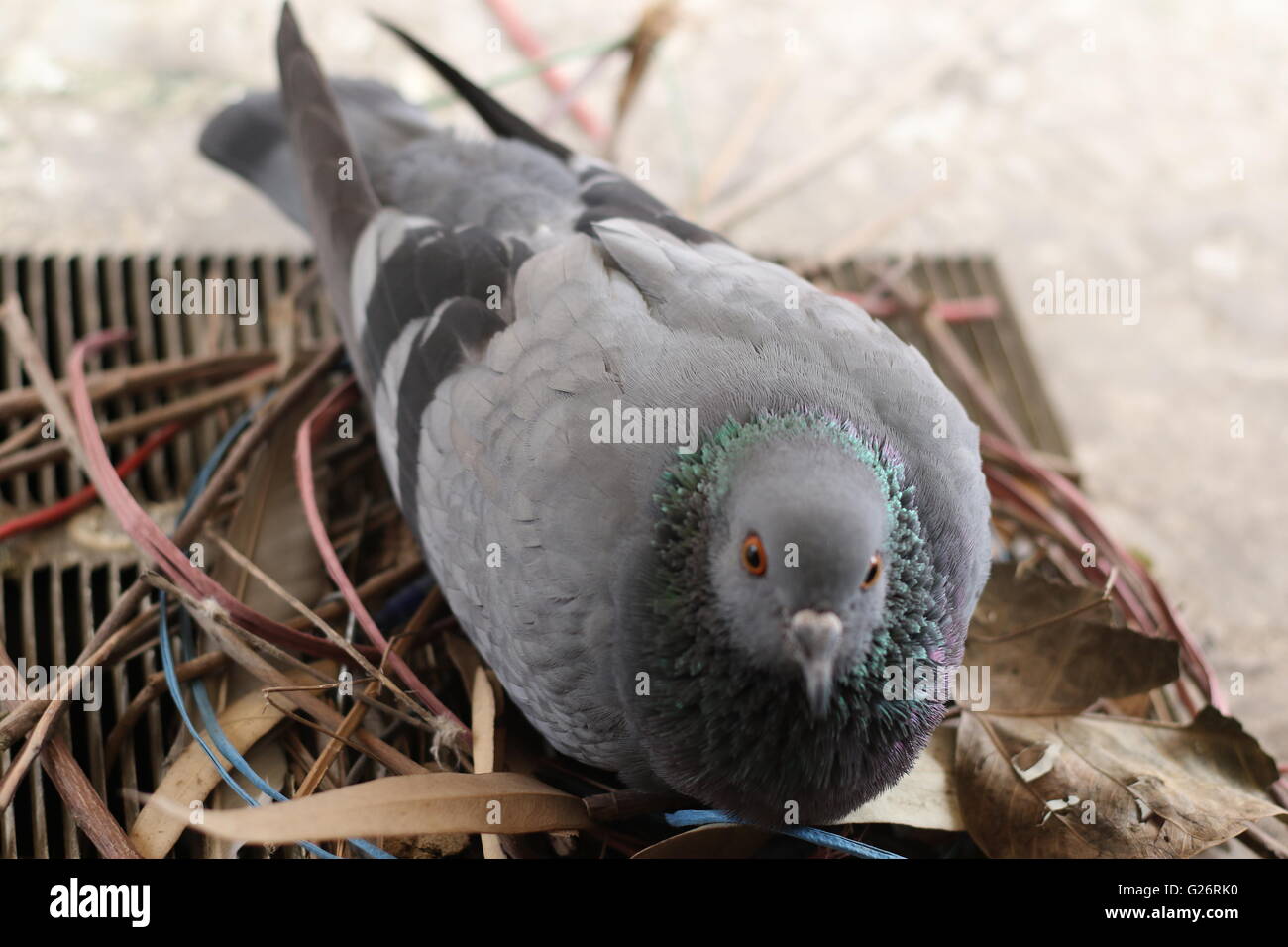 Pigeon hatching eggs Stock Photo - Alamy