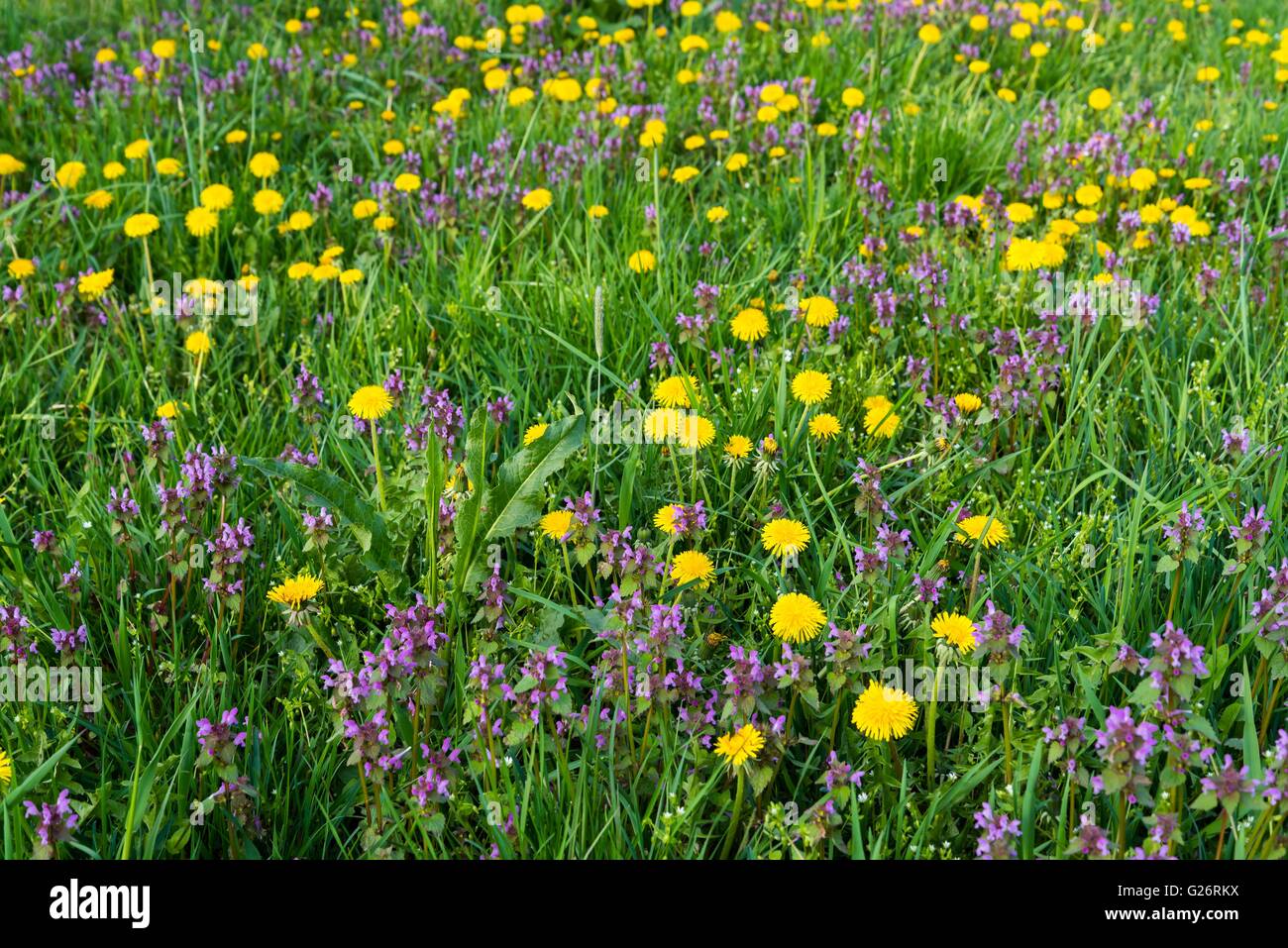 Some Purple Dead Nettle (Lamium purpureum) and yellow dandelion in ...