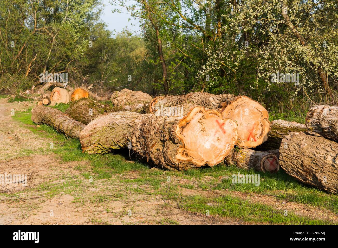 Rainforest logging deforestation hi-res stock photography and images ...