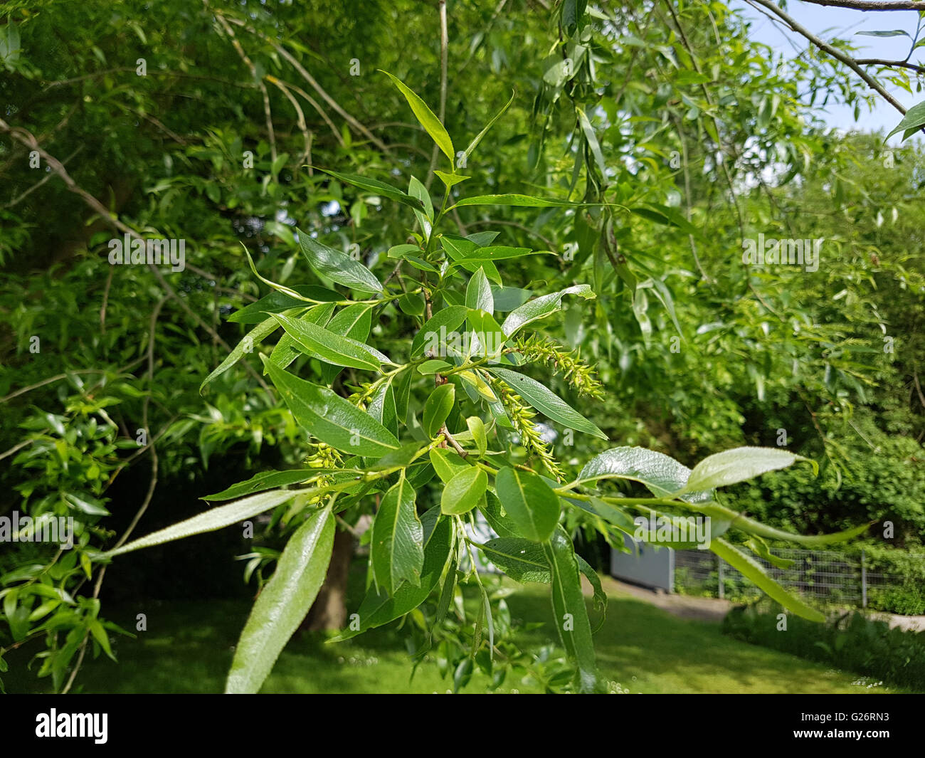 Silberweide; salix alba Stock Photo - Alamy