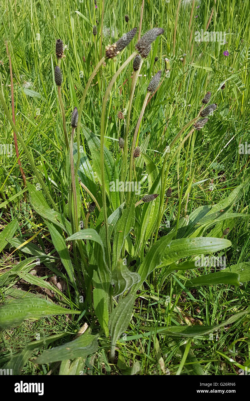 Spitzwegerich hi-res stock photography and images - Alamy