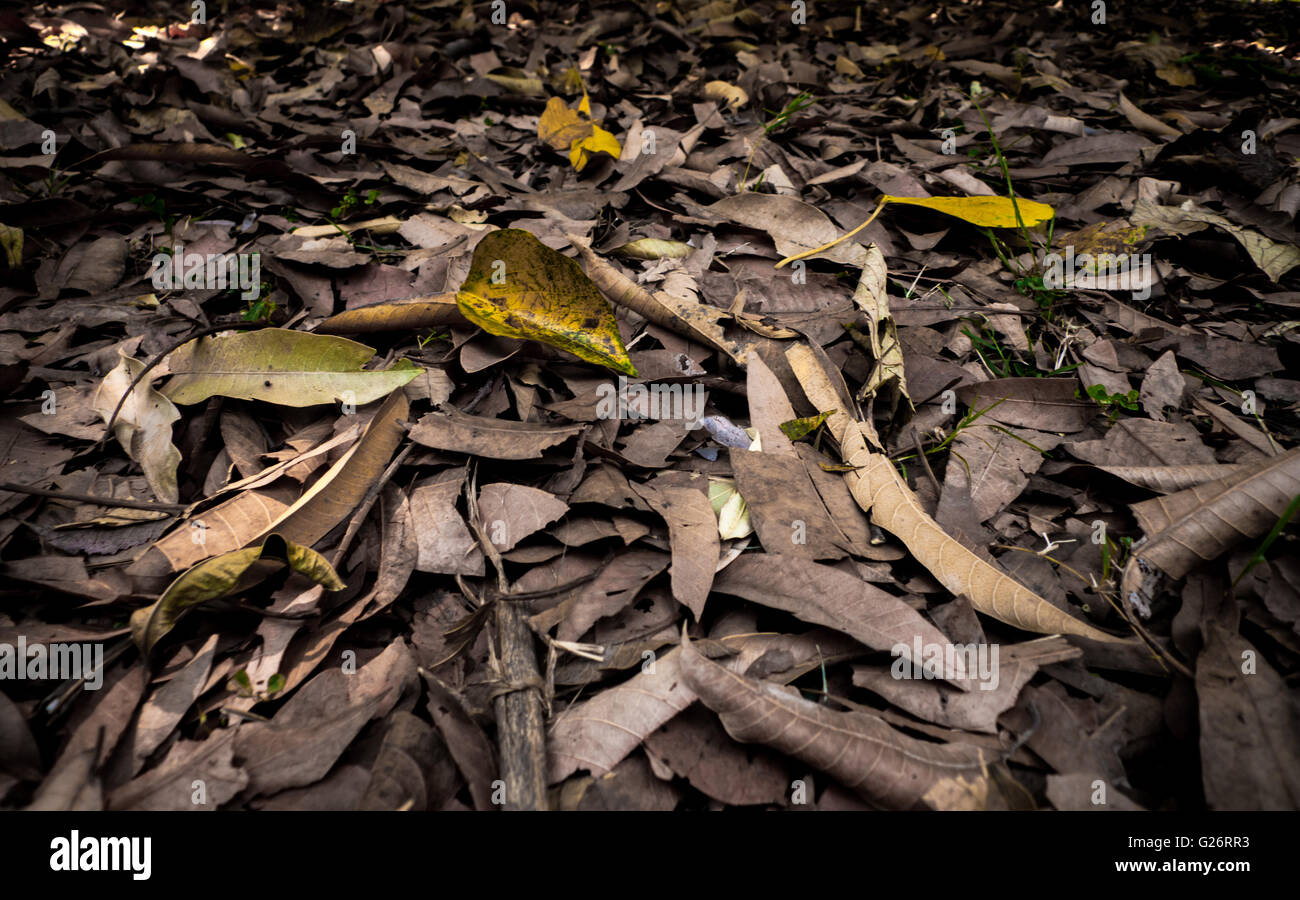 low perspective view colourised dead dry mango leaves in mango orchard ...