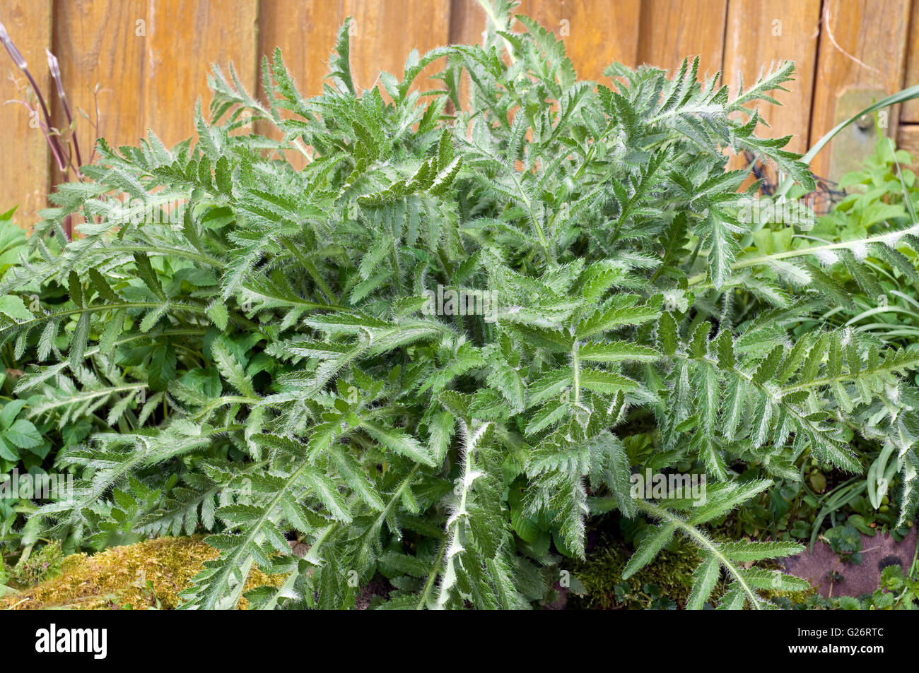 Tuerkischer, Mohn, Sproessling Stock Photo - Alamy