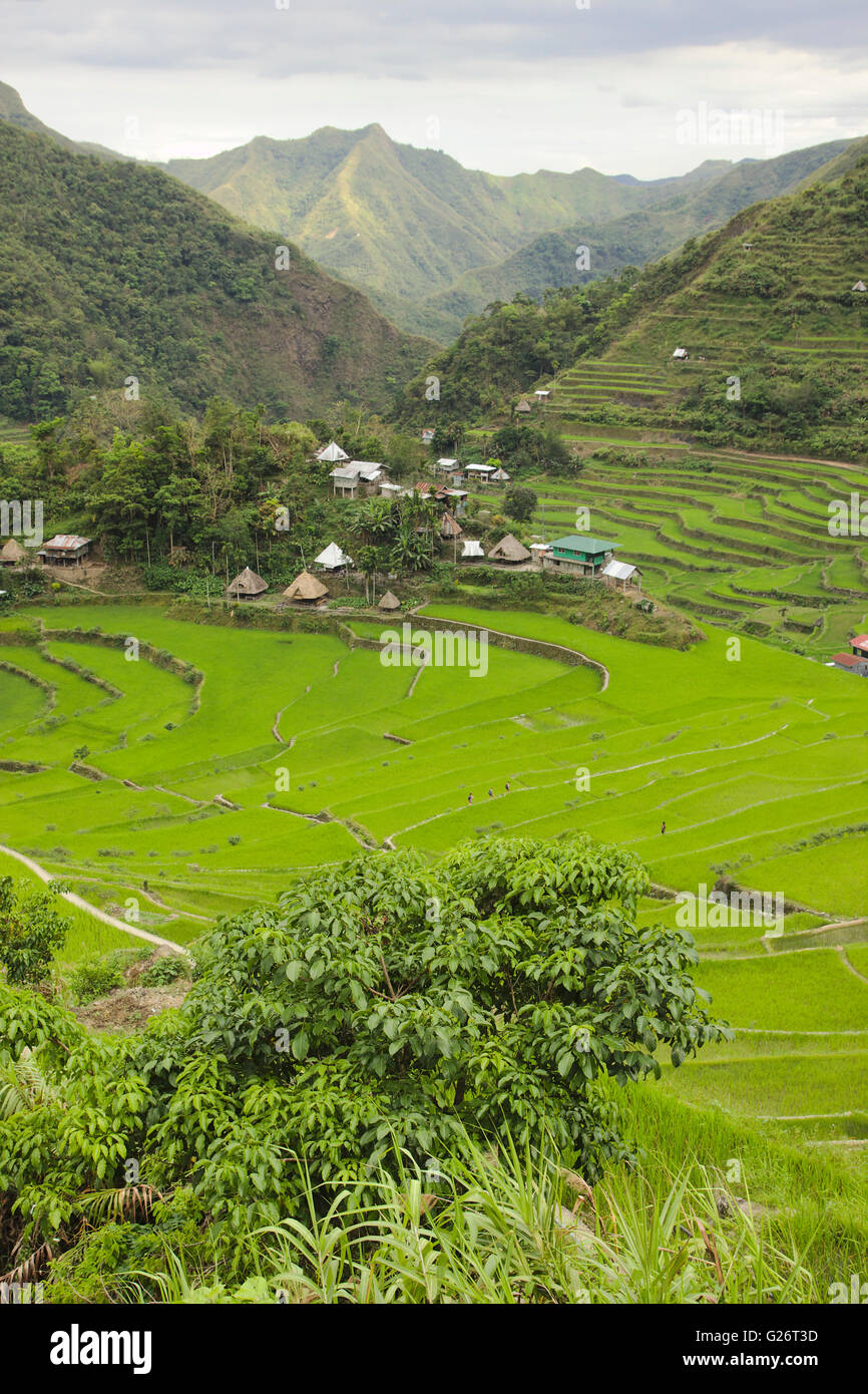 Rice terraces philippines hi-res stock photography and images - Alamy