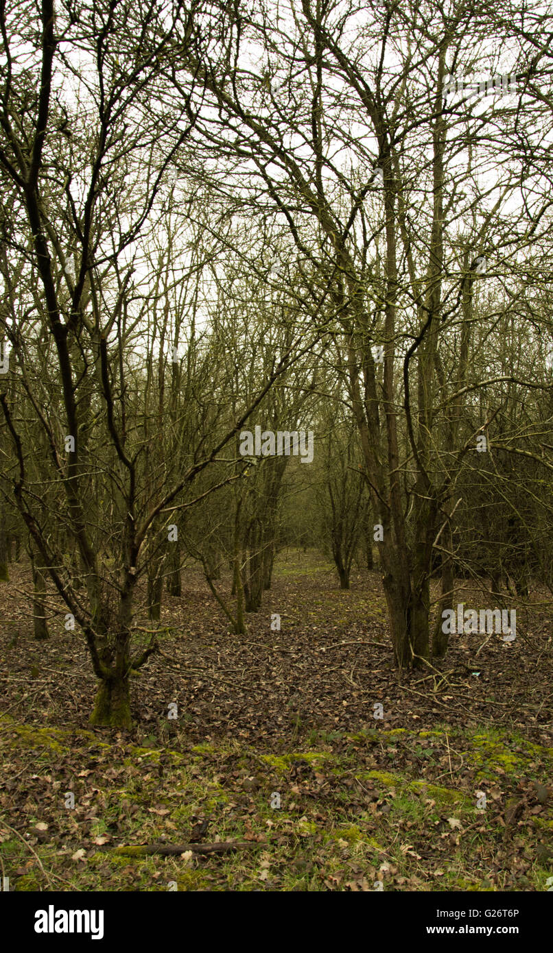 Hainault Forest, part 2 Stock Photo - Alamy