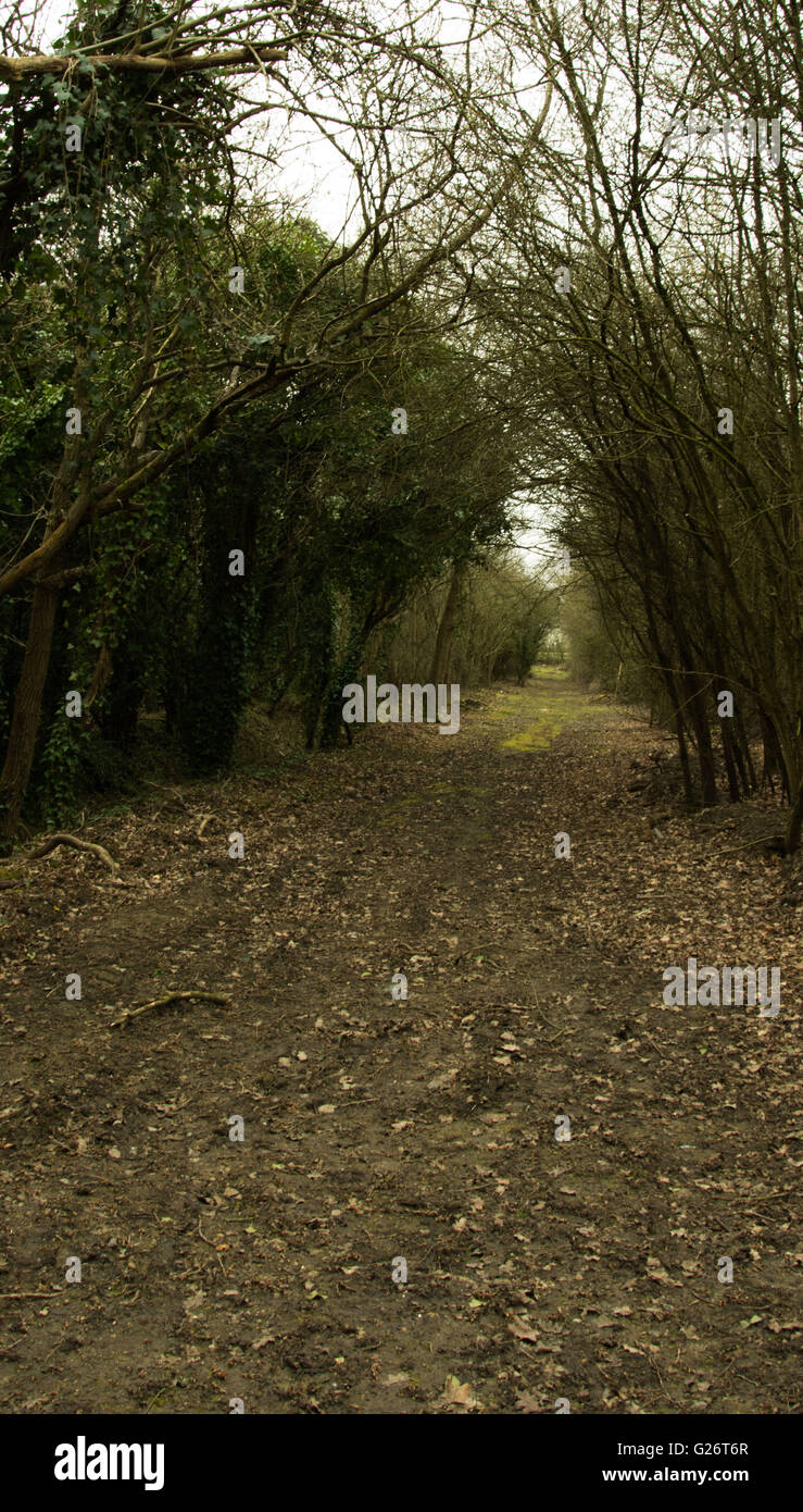 Hainault Forest High Resolution Stock Photography and Images - Alamy