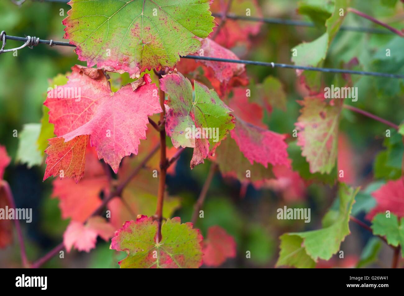 Purple leaves of red wine grape Bibor kadarka (Purple kadarka) in ...