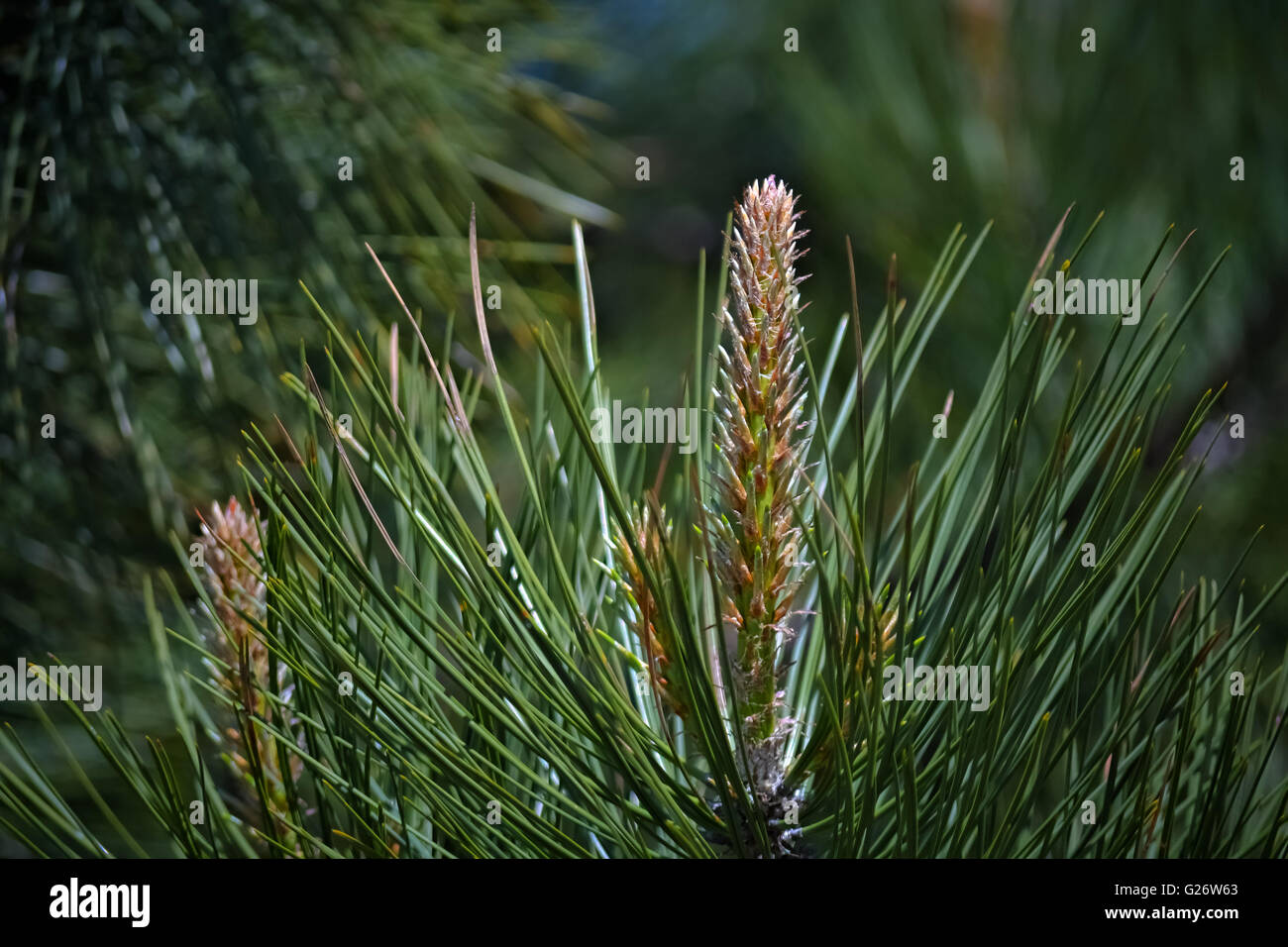 Pine tree leaves hi-res stock photography and images - Alamy