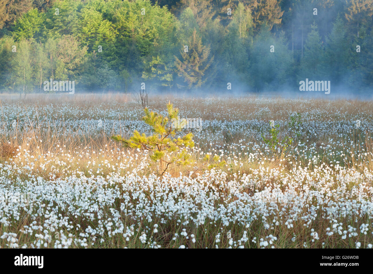 pine tree on marsh with cotton-grass at misty morning Stock Photo - Alamy