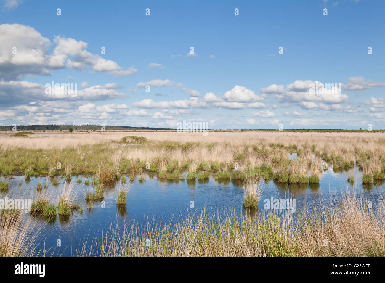 blue sky over swamp, Friesland, Netherlands Stock Photo - Alamy