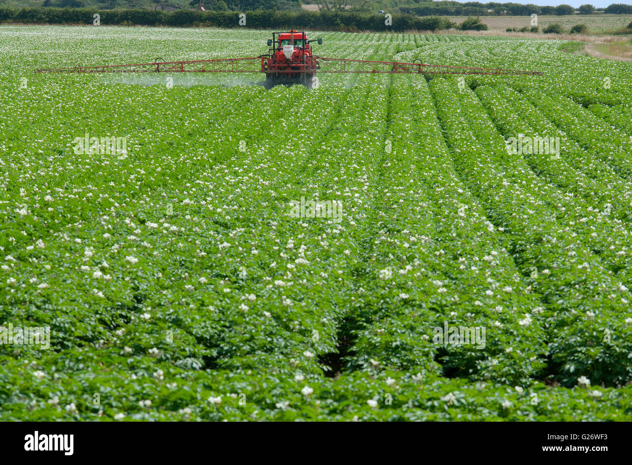 Potato Crop in flower being Sprayed Norfolk UK Stock Photo - Alamy