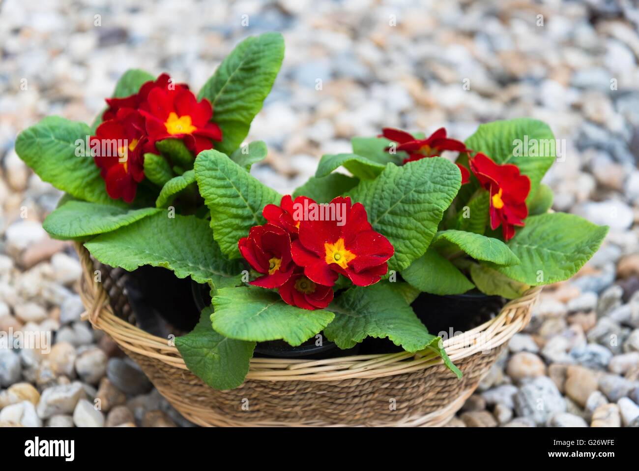 Blooming three red primulas in the basket in the springtime Stock Photo ...