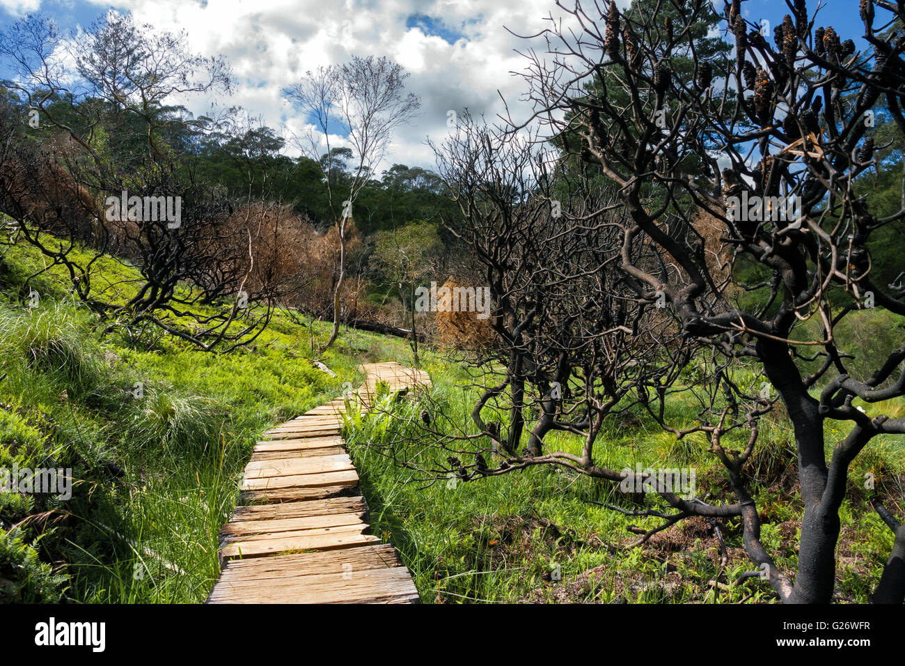 Charles Darwin Running