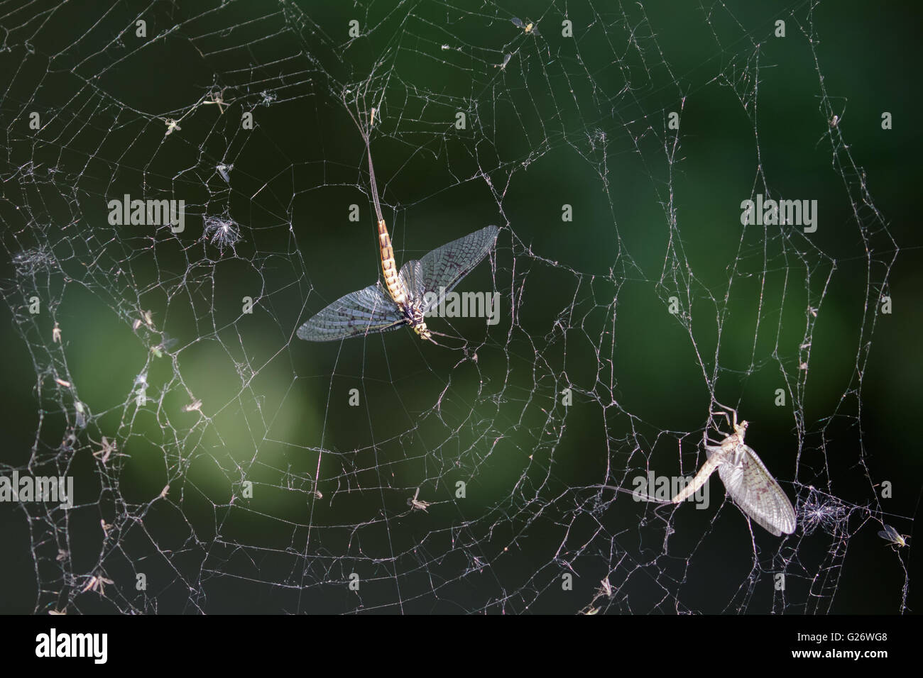 Mayfly wing hi-res stock photography and images - Alamy