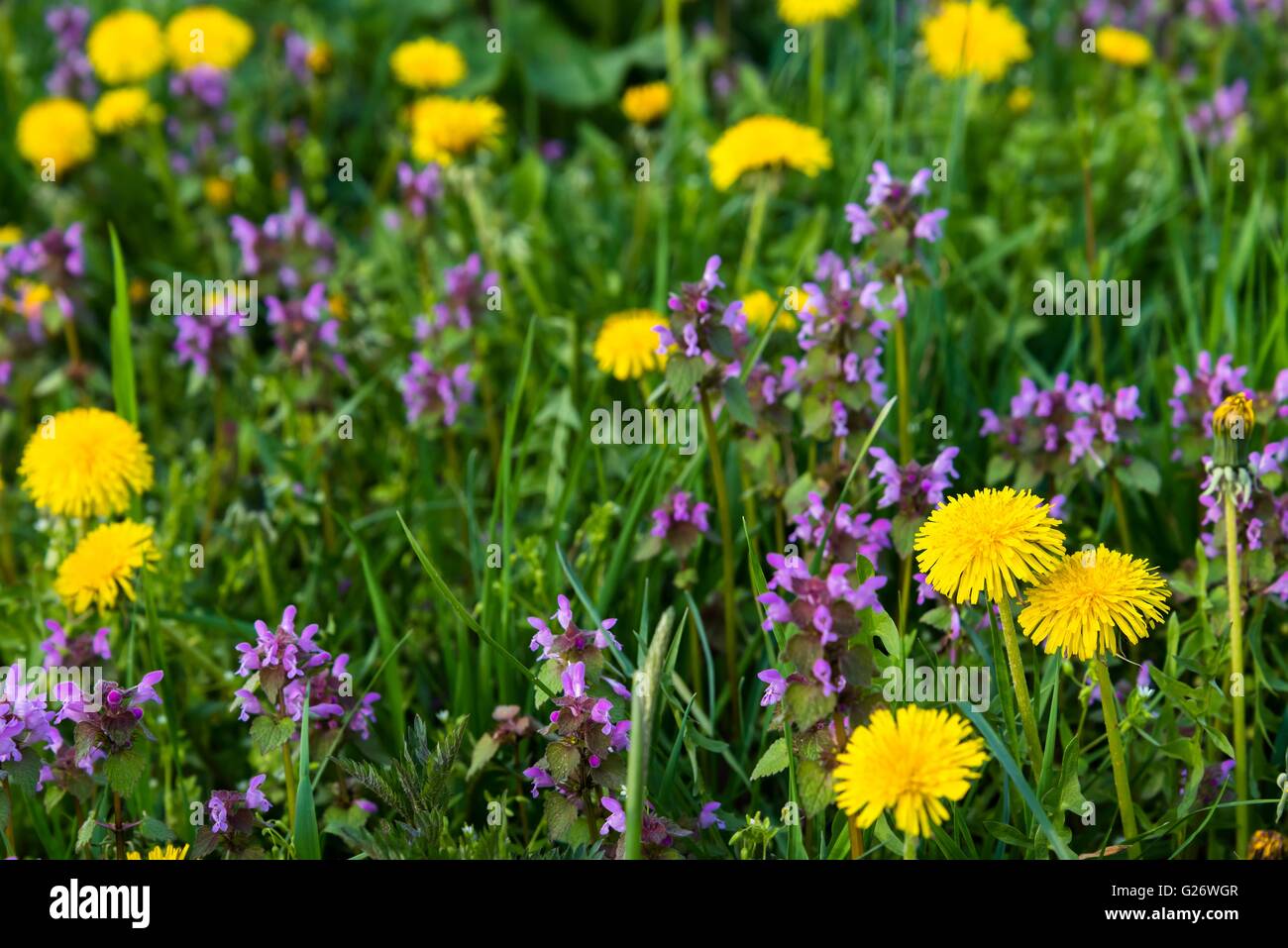 Yellow dead nettle hi-res stock photography and images - Alamy