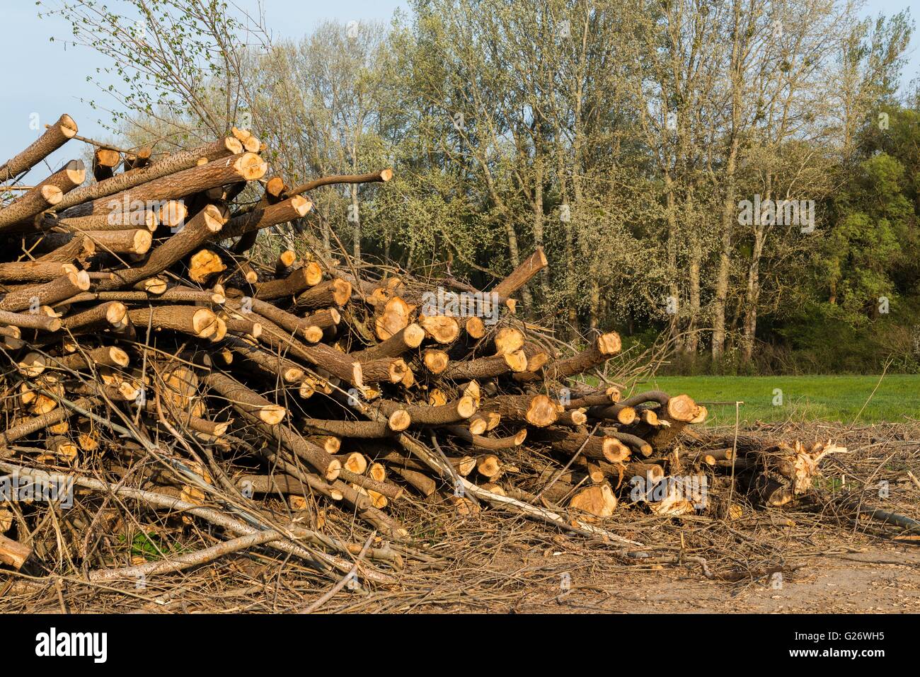 Stack of felled trees. Pine wood industry. Fallen trees. Felling and ...