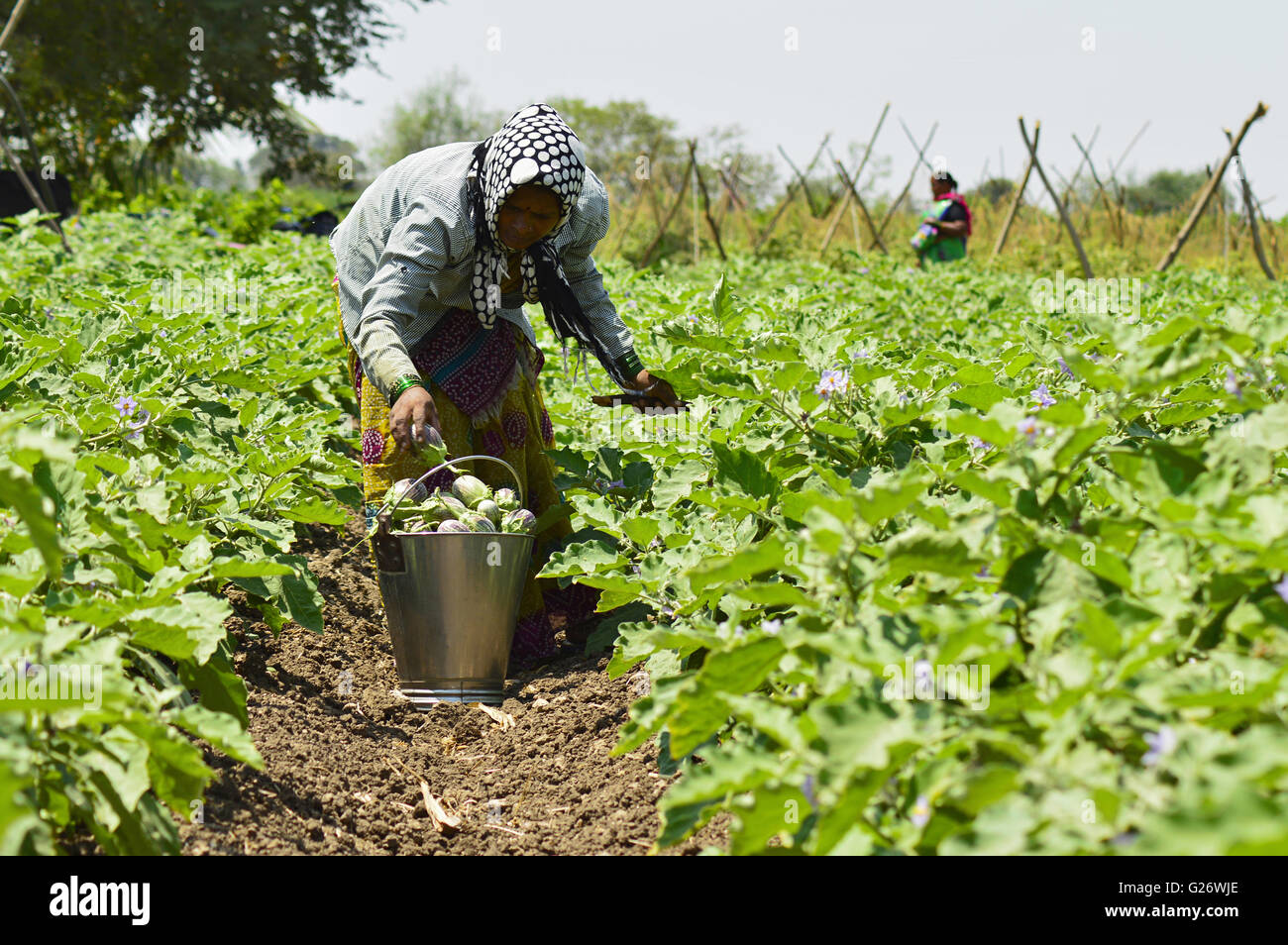 Field crop farm worker hi-res stock photography and images - Alamy