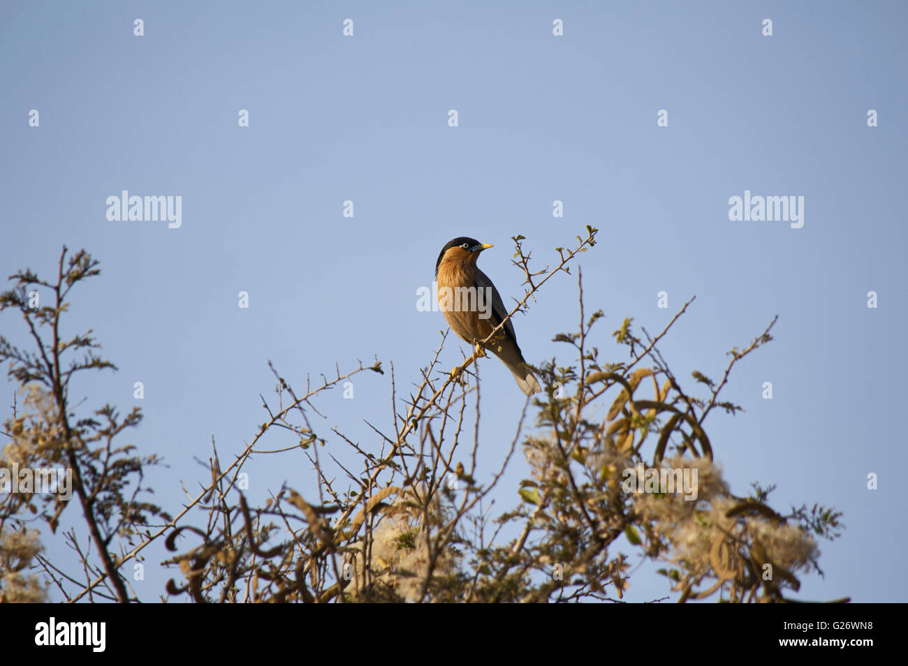 Maina bird hi-res stock photography and images - Alamy