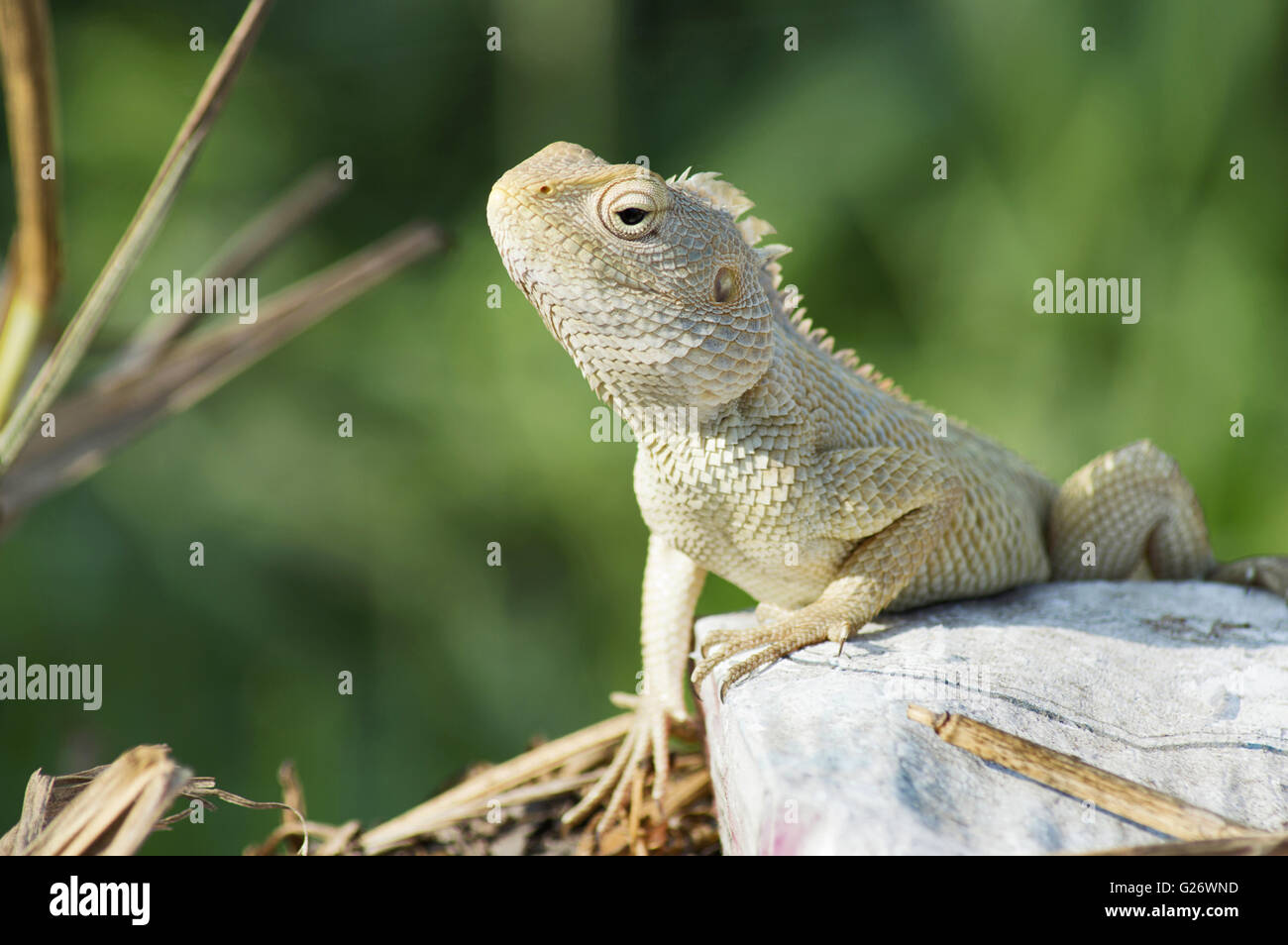 Common lizard of india hi-res stock photography and images - Alamy
