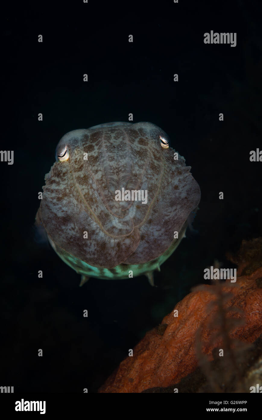 Cuttlefish (Sepiida) on the Saraya Secrets divesite, Tulamben, Bali ...