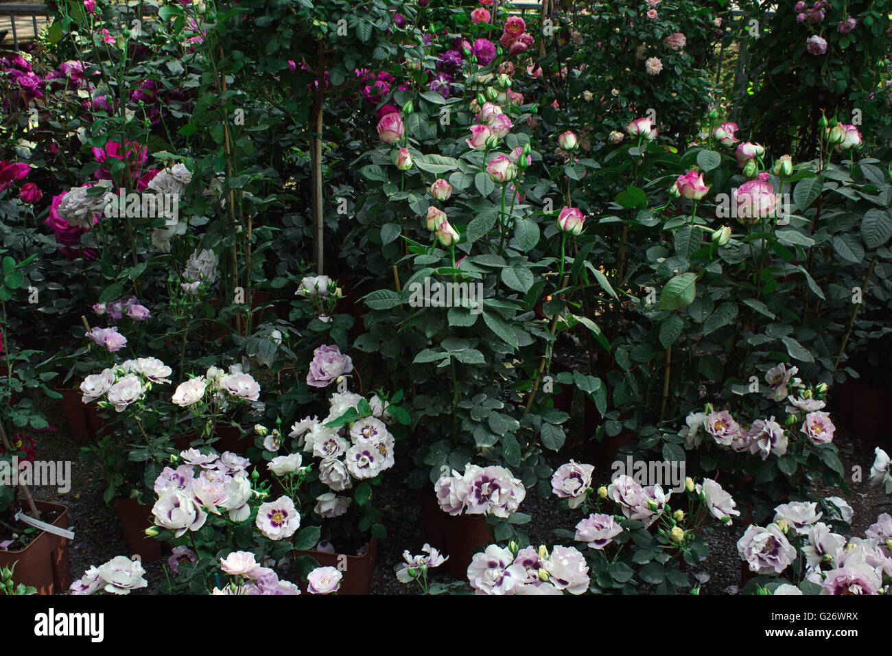 Collection of white and pink roses growing up in the garden, with green ...