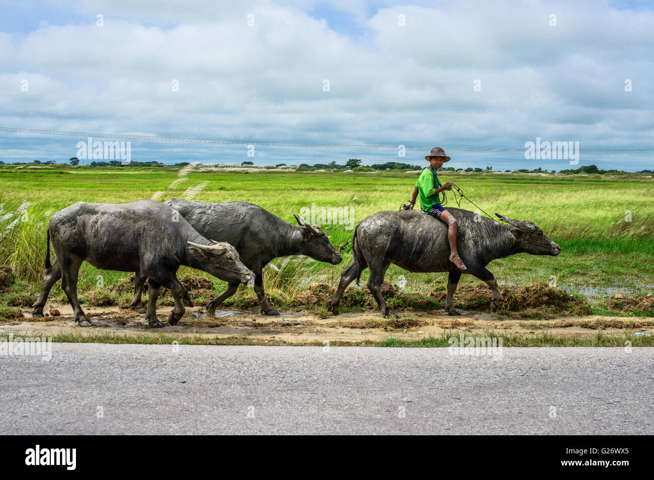 Myanmar animal hi-res stock photography and images - Alamy